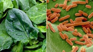 Common Sources of E. coli